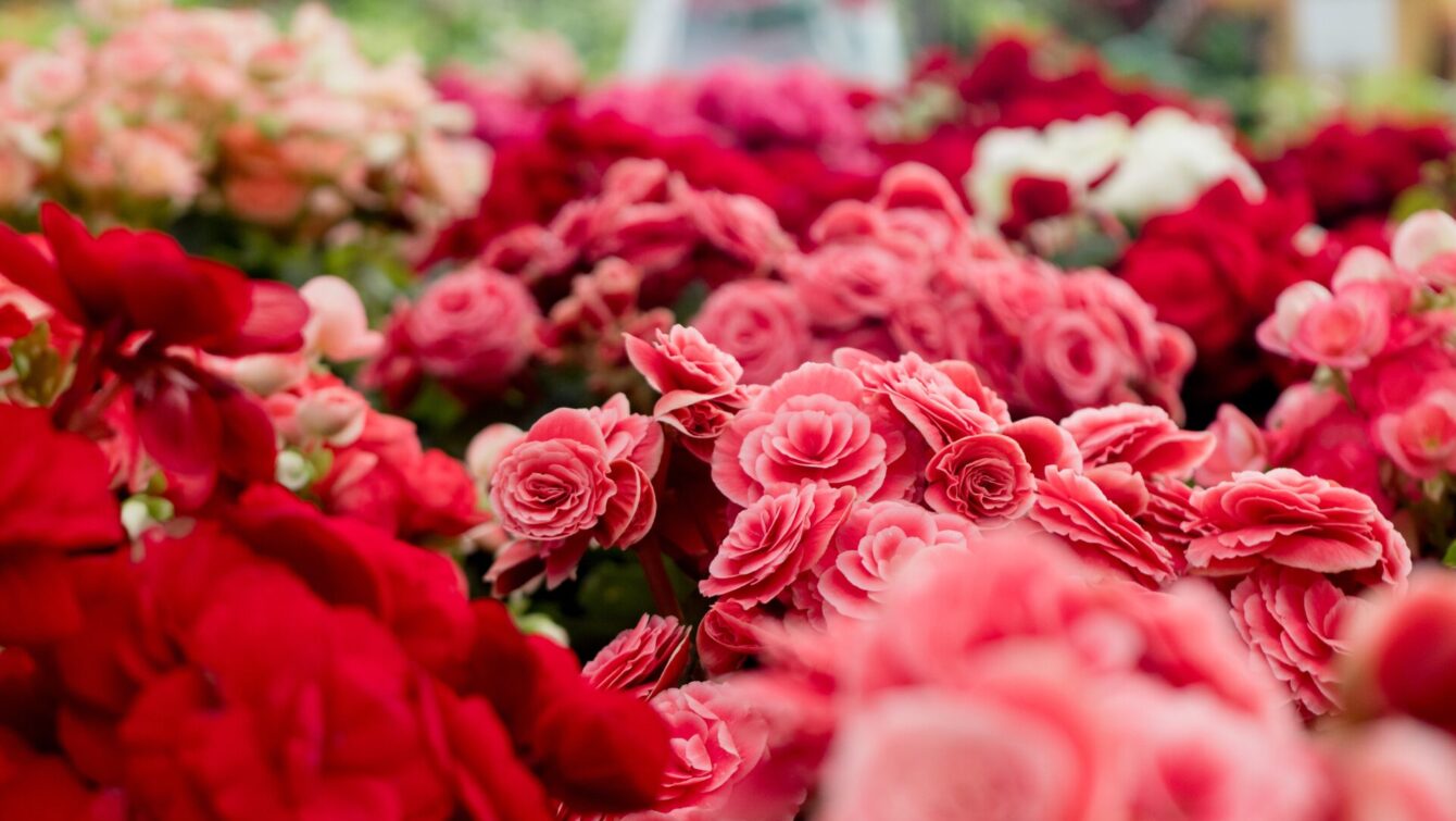 Significado de los colores de las flores - Provocateur Roses