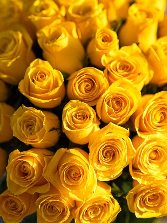 Bouquet of 50 Yellow Roses